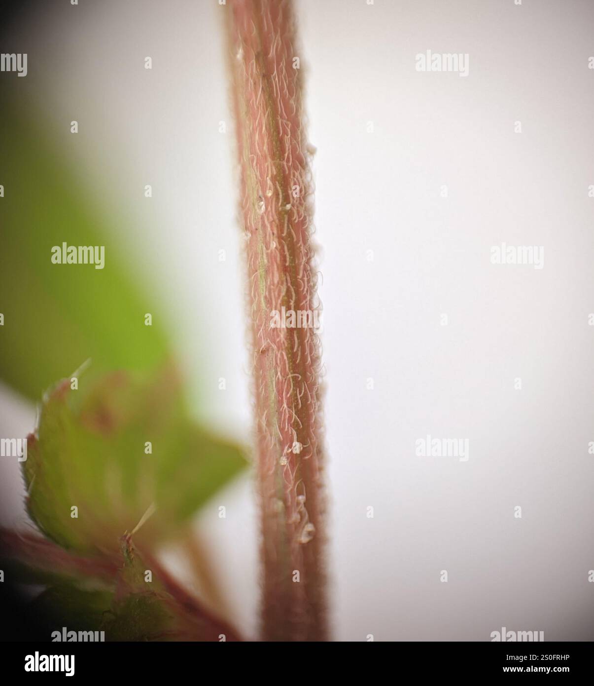 Slender Three-seeded Mercury (Acalypha gracilens Stock Photo - Alamy