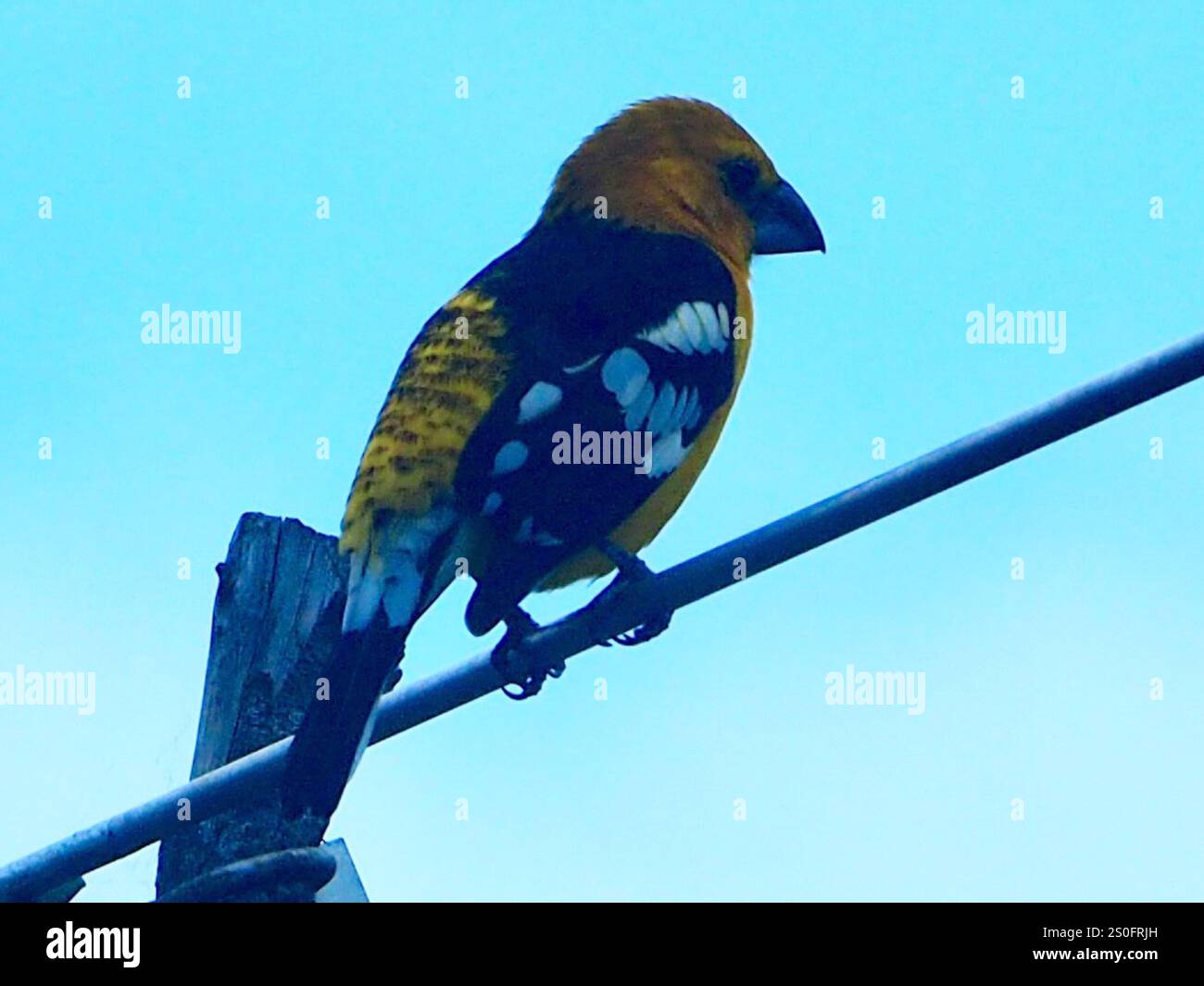 Golden Grosbeak (Pheucticus chrysogaster Stock Photo - Alamy