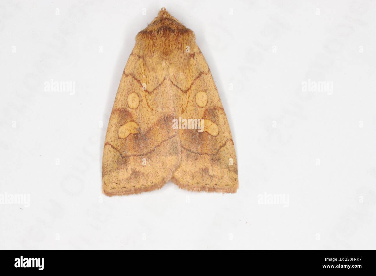 Aspen Twoleaf Tier Moth (Enargia decolor Stock Photo - Alamy