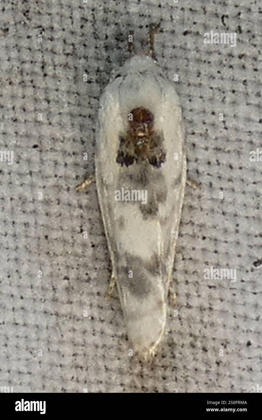 Pale Gray Bird-dropping Moth (Antaeotricha leucillana Stock Photo - Alamy
