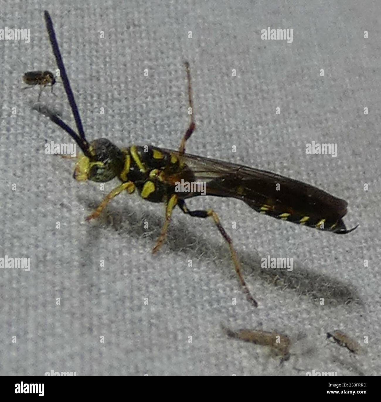 New World Banded Thynnid Wasps (Myzinum Stock Photo - Alamy