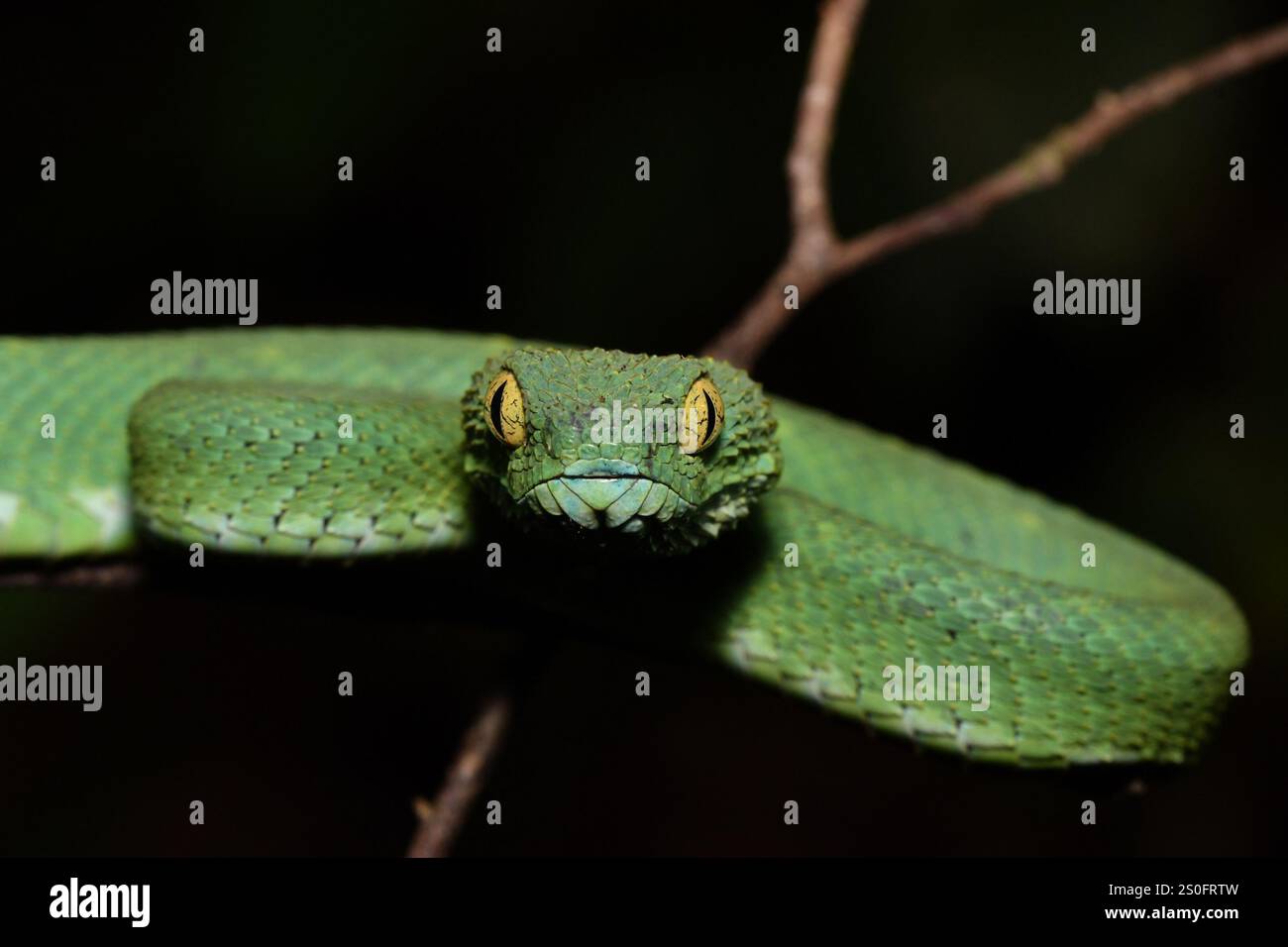 Atheris chlorechis hi-res stock photography and images - Alamy