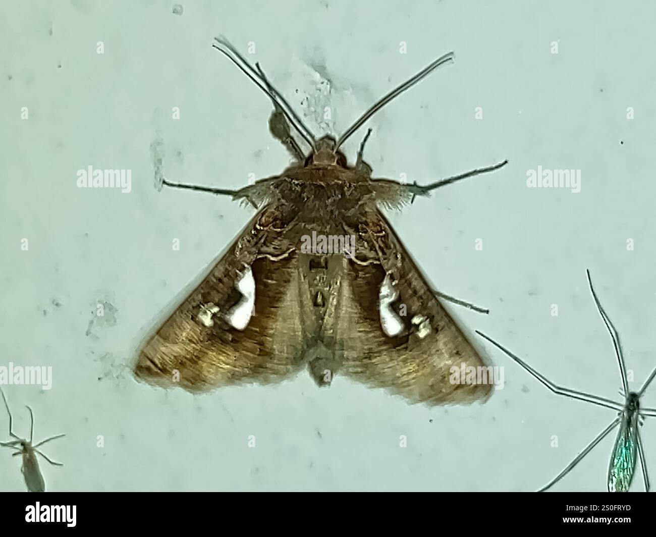 Plusiine Looper Moths (Plusiinae Stock Photo - Alamy