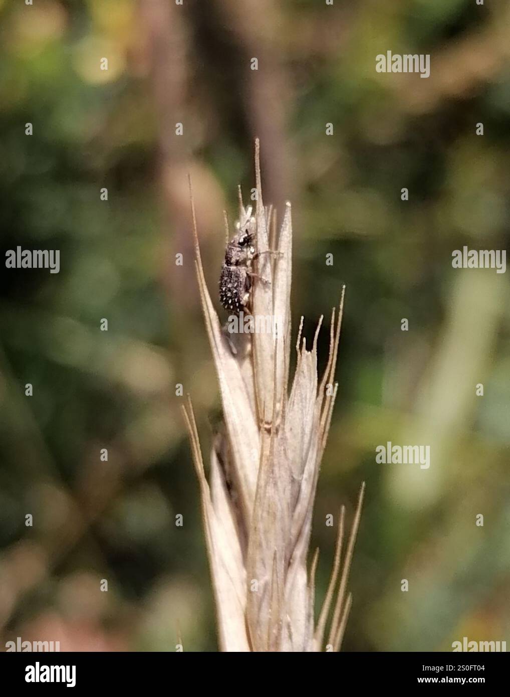 Clover Weevil (Sitona hispidulus Stock Photo - Alamy