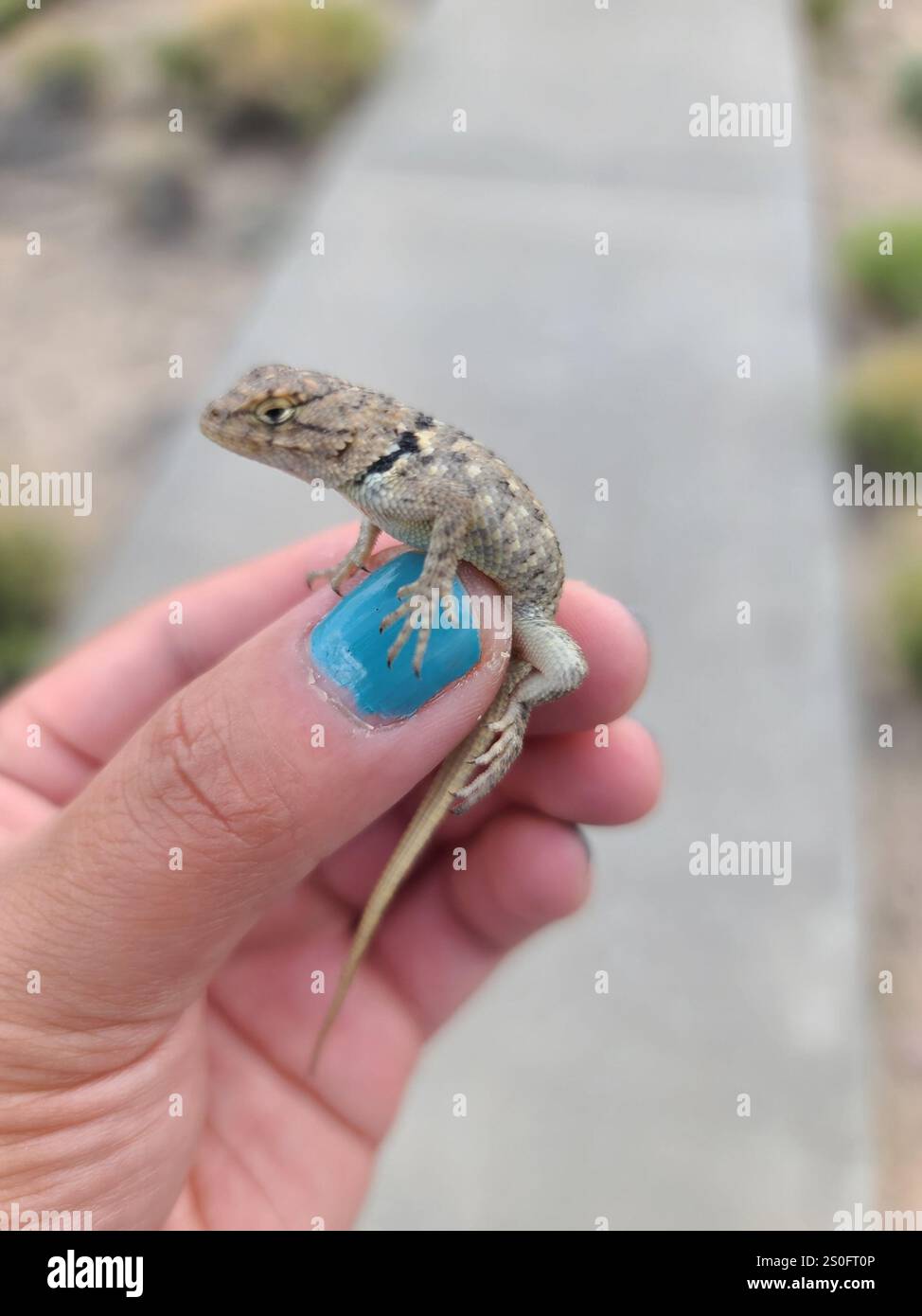 Twin-spotted Spiny Lizard (Sceloporus bimaculosus Stock Photo - Alamy