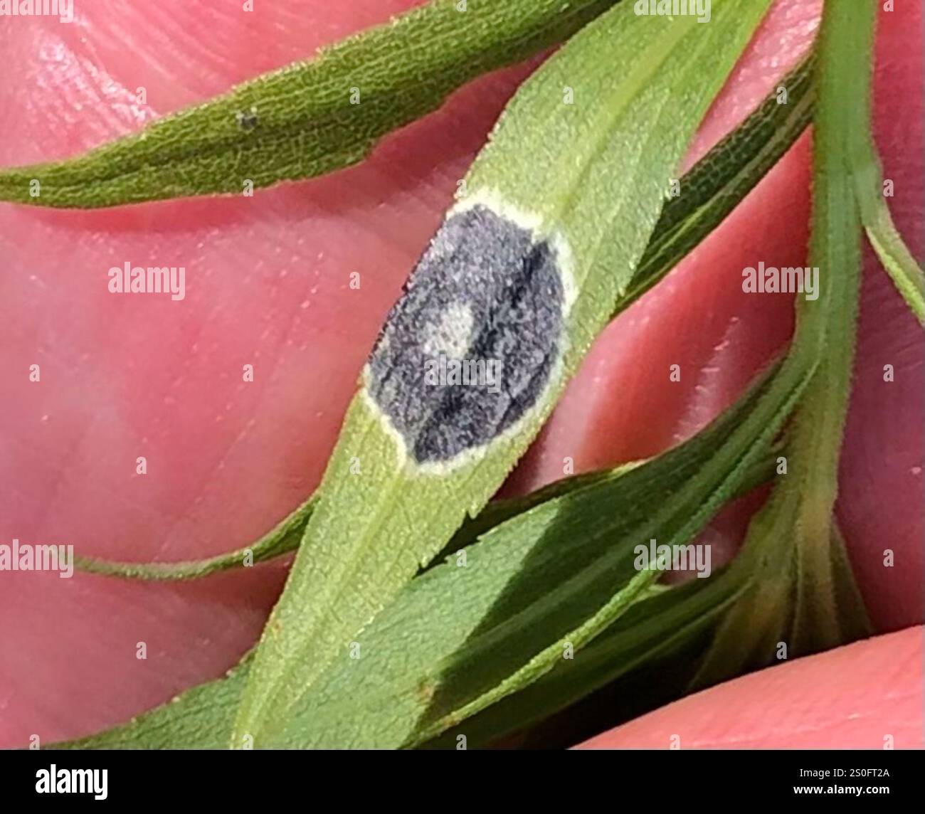 Carbonifera goldenrod gall midge (Asteromyia carbonifera Stock Photo ...