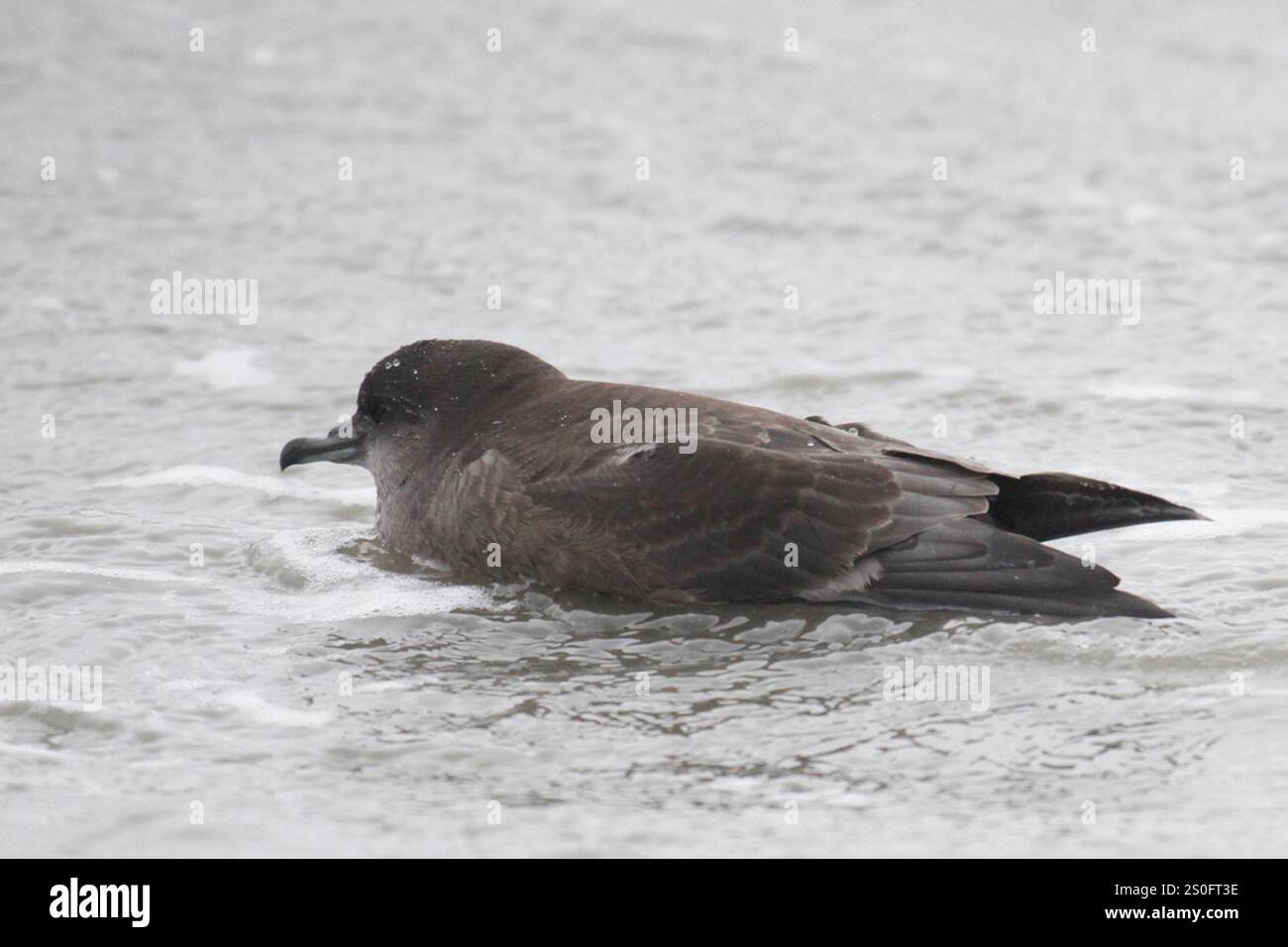 Short-tailed Shearwater (Ardenna tenuirostris Stock Photo - Alamy