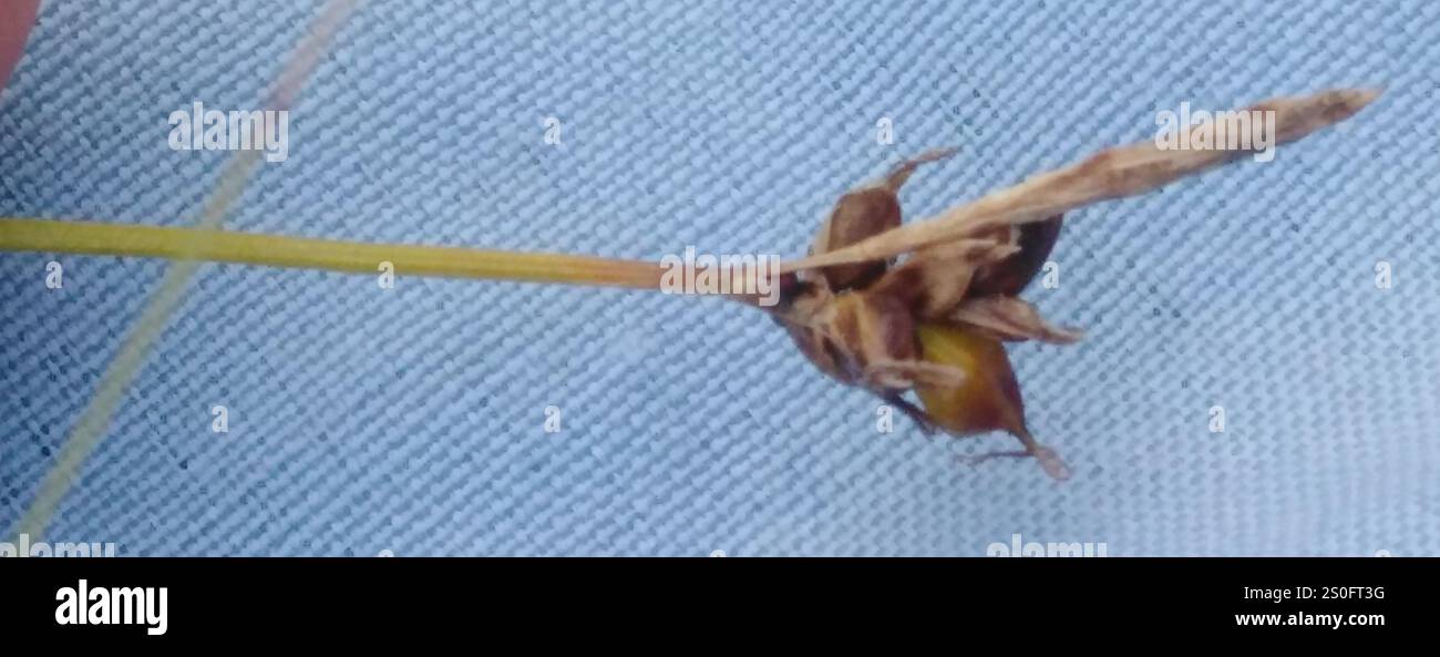 weak arctic sedge (Carex supina Stock Photo - Alamy