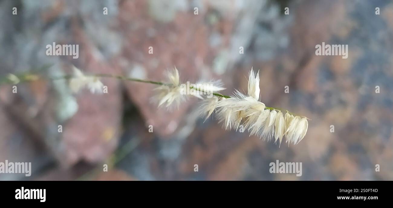 Persian Melic Grass (Melica persica Stock Photo - Alamy