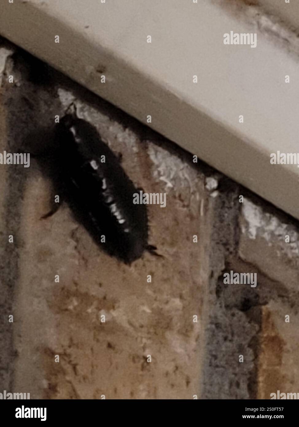 Florida Woods Cockroach (Eurycotis floridana Stock Photo - Alamy