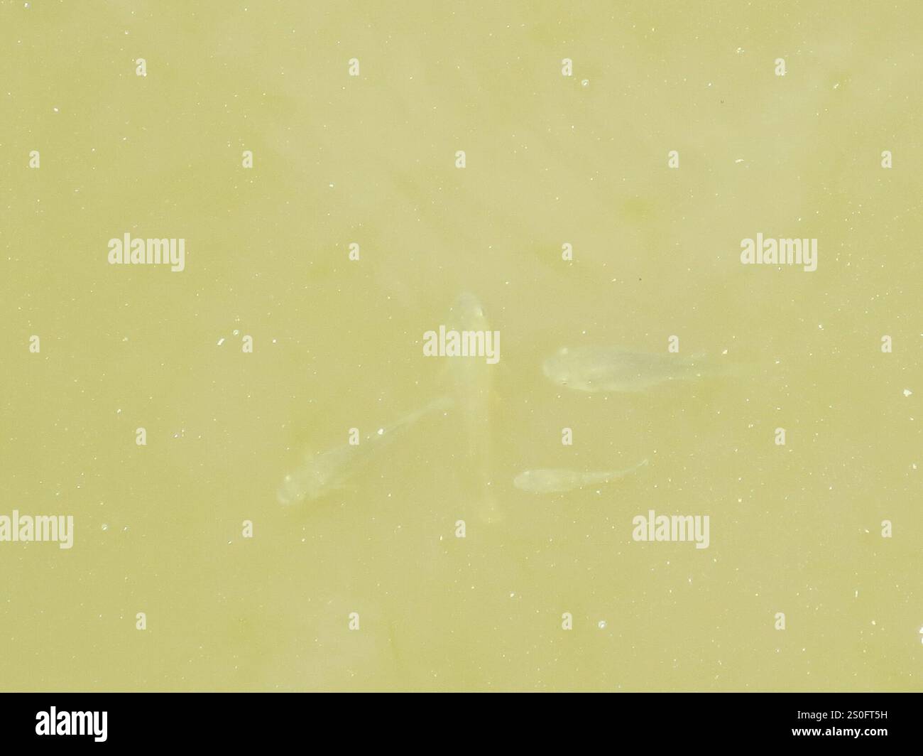 Mummichog (Fundulus heteroclitus Stock Photo - Alamy