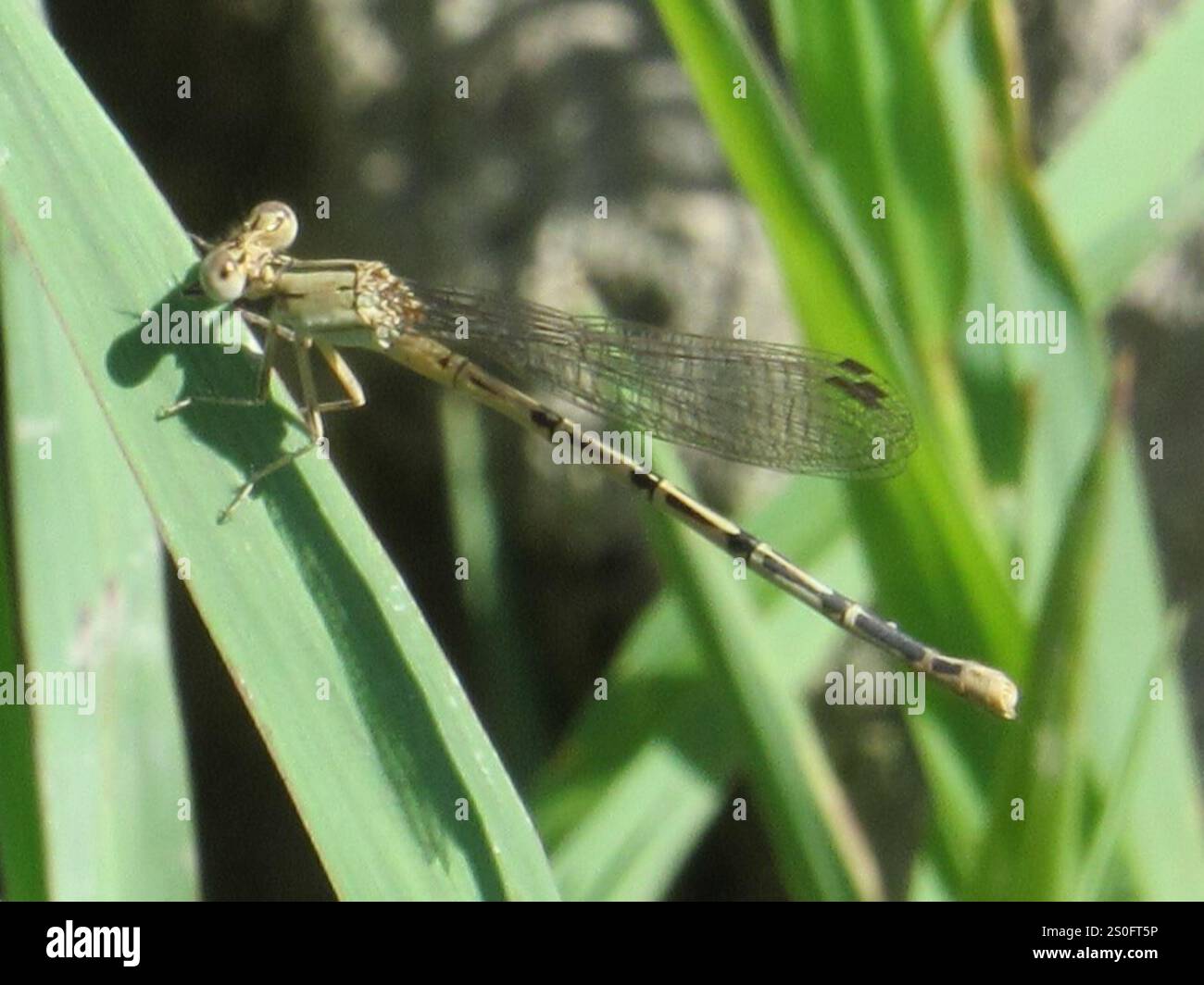 Aztec Dancer (Argia nahuana Stock Photo - Alamy