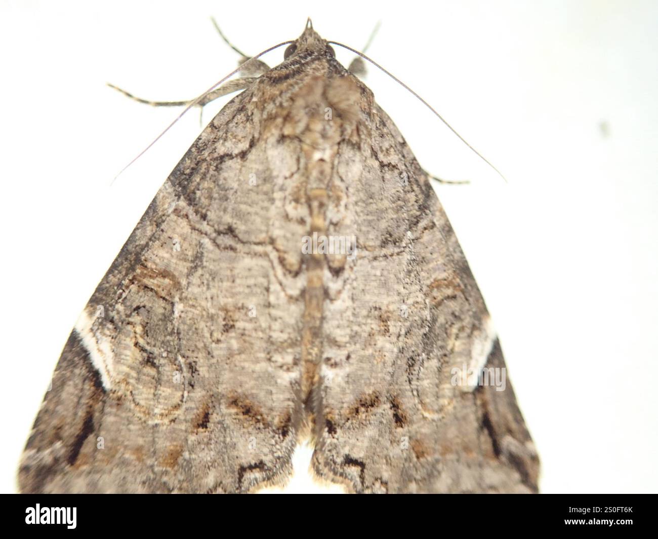 Locust Underwing (Euparthenos nubilis Stock Photo - Alamy
