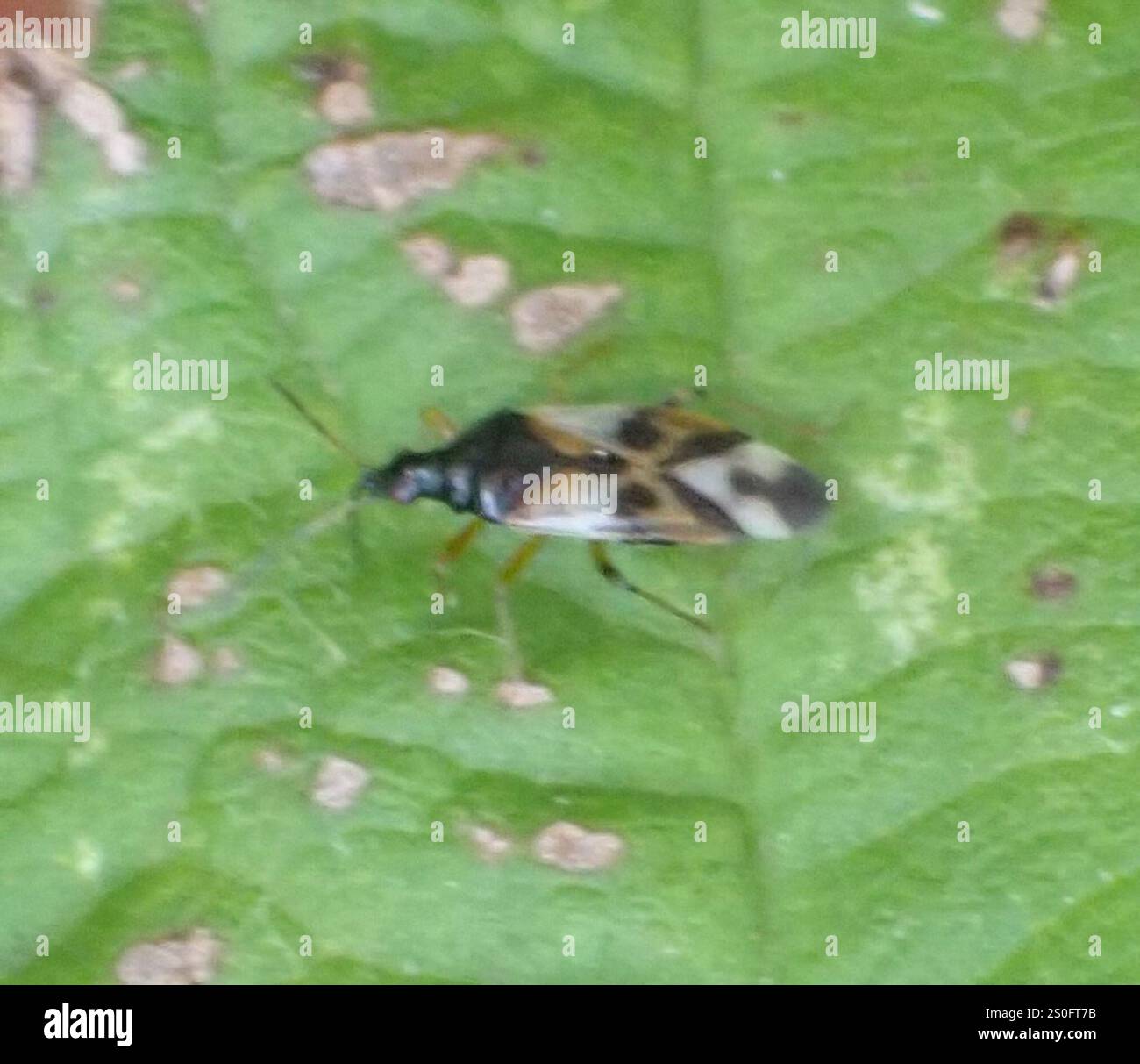 Common Flowerbug (Anthocoris nemorum Stock Photo - Alamy