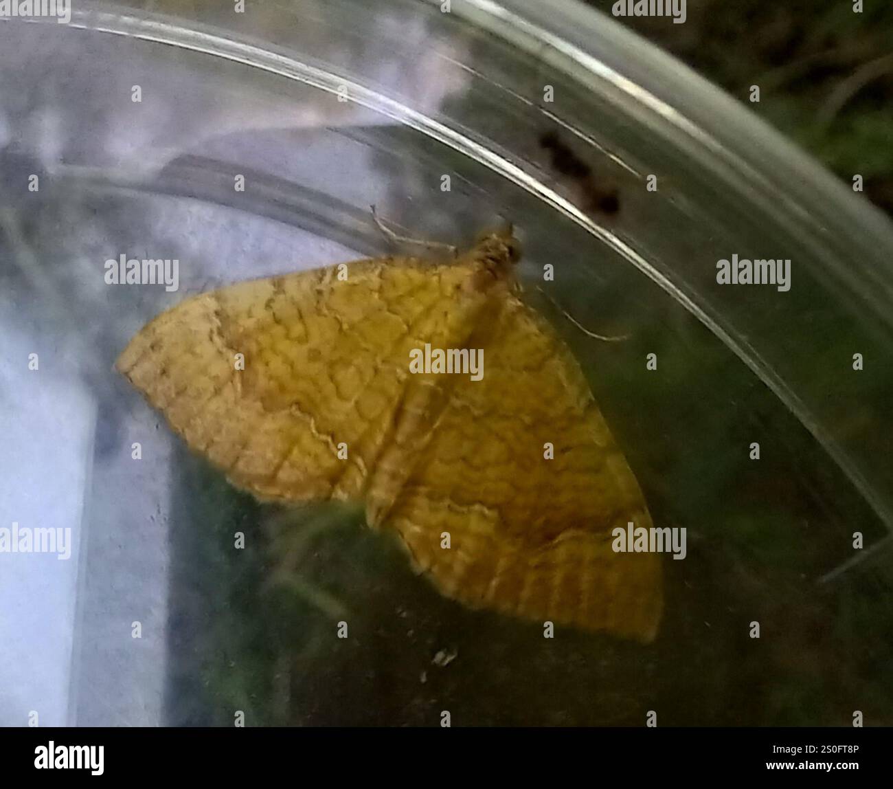 Yellow Shell Moth (Camptogramma bilineata Stock Photo - Alamy