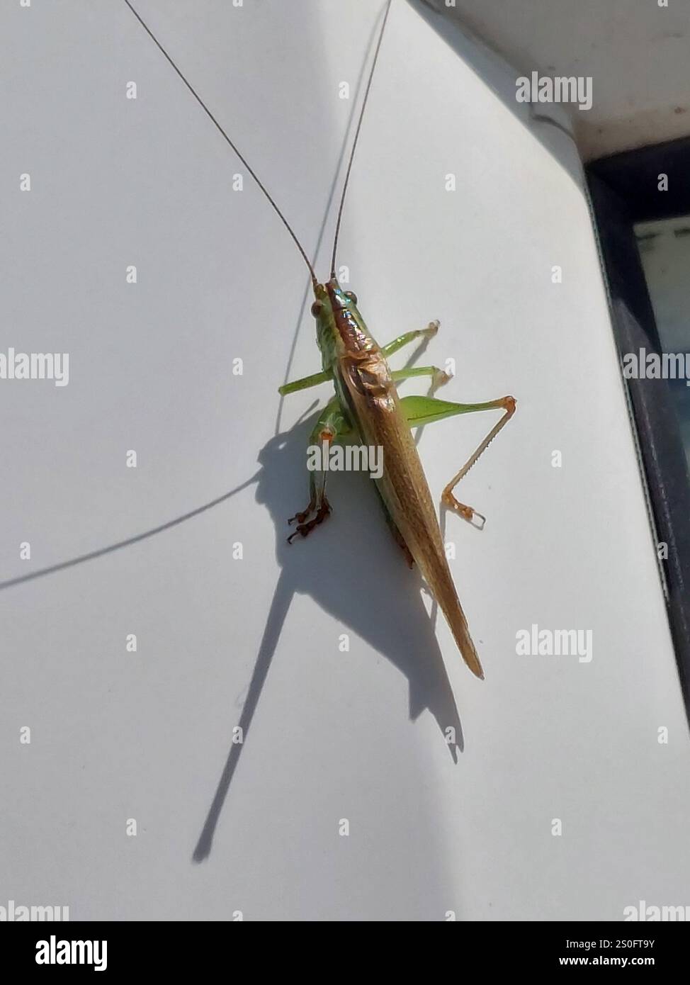 Long-winged Conehead (Conocephalus fuscus Stock Photo - Alamy