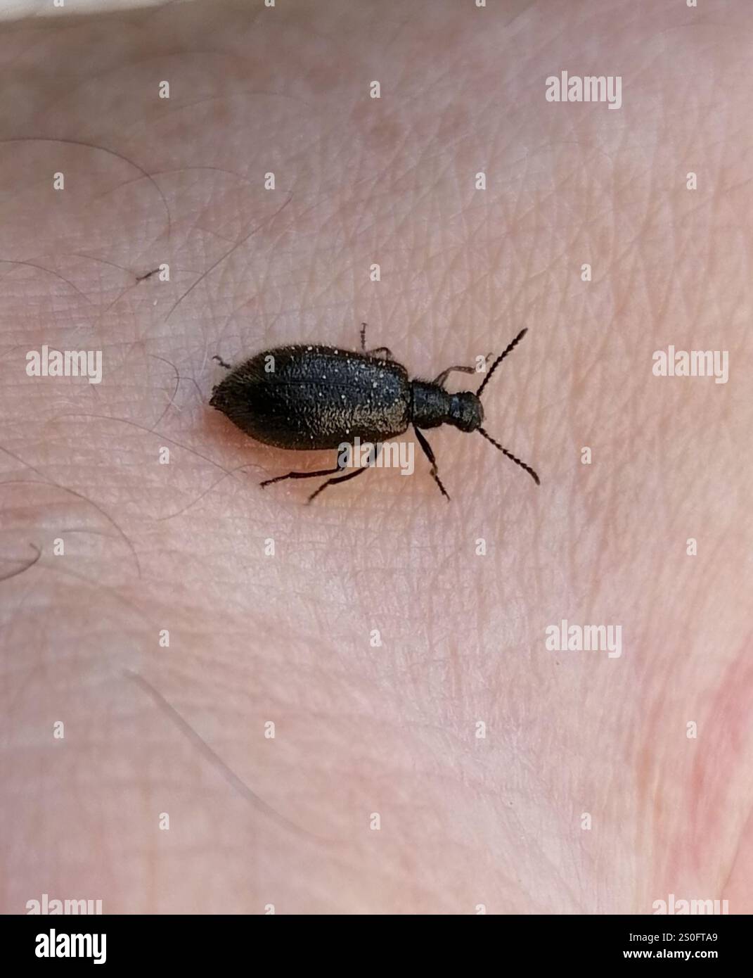 Rough-haired Lagria Beetle (Lagria hirta Stock Photo - Alamy