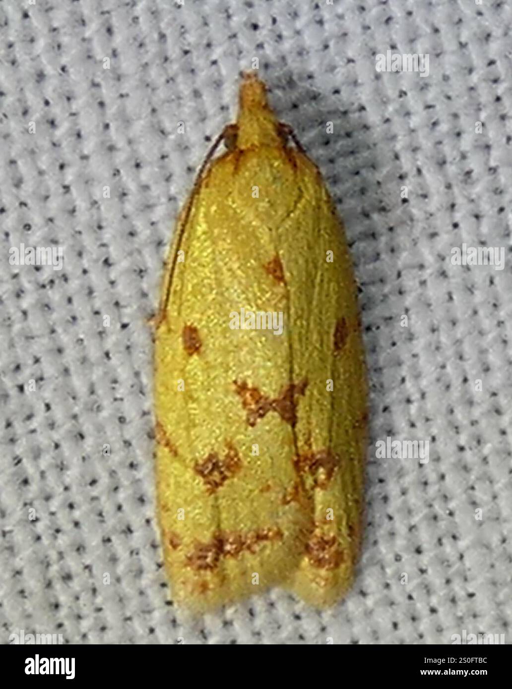 Sparganothis Fruitworm Moth (Sparganothis sulfureana Stock Photo - Alamy