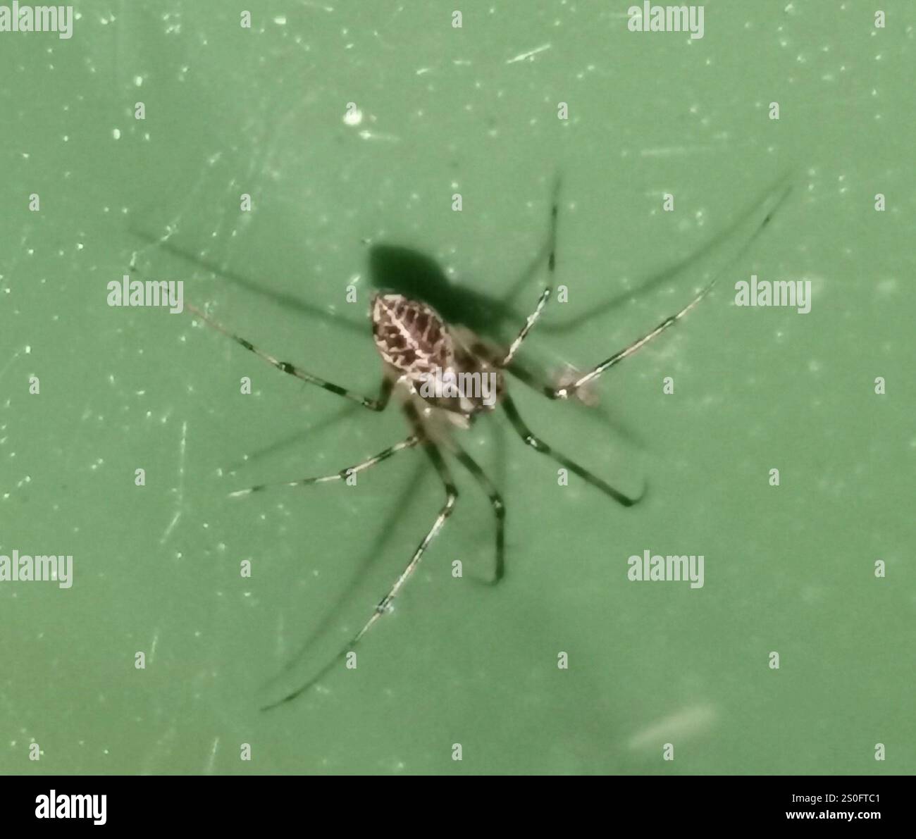 Invisible Spider (Drapetisca socialis Stock Photo - Alamy