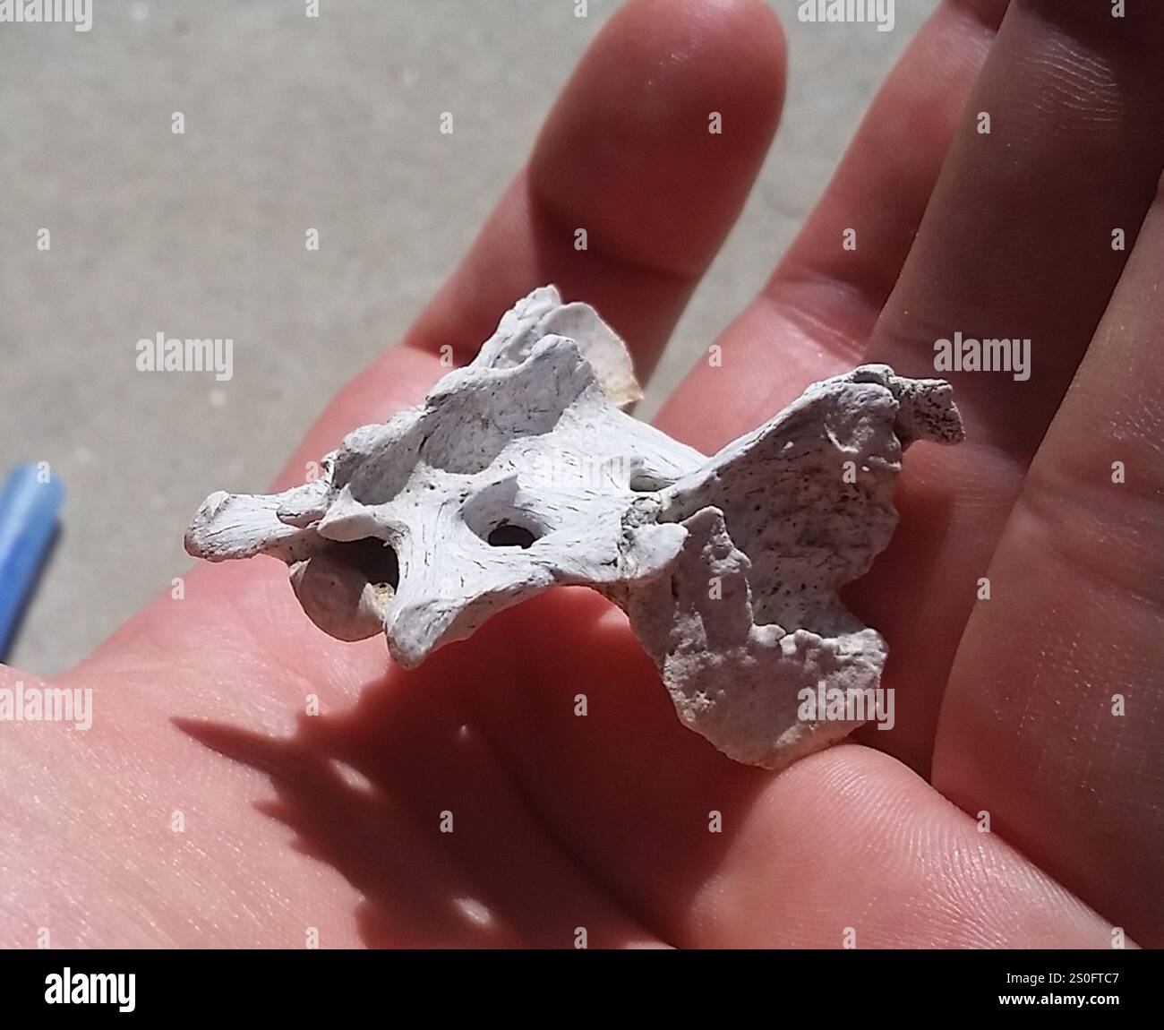 Even-toed Ungulates and Cetaceans (Artiodactyla Stock Photo - Alamy