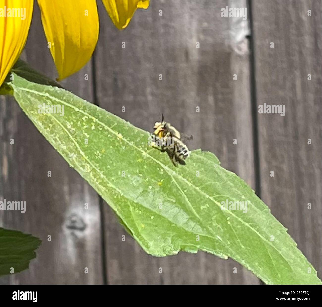 Western Leafcutter Bee (Megachile perihirta Stock Photo - Alamy