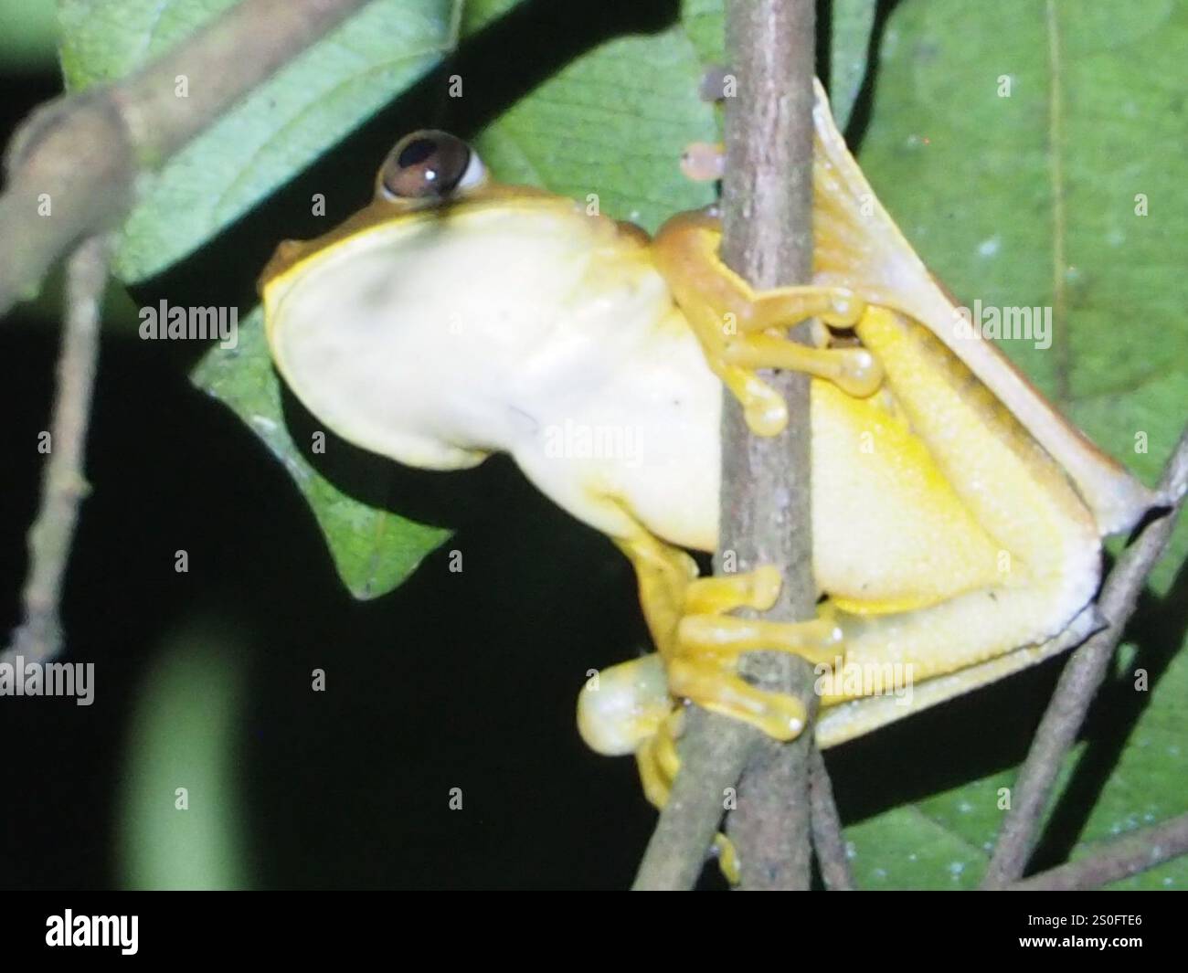 Gladiator Tree Frogs (Boana Stock Photo - Alamy