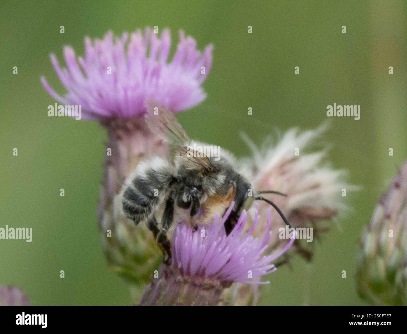 broad-handed leafcutter bee (Megachile latimanus Stock Photo - Alamy