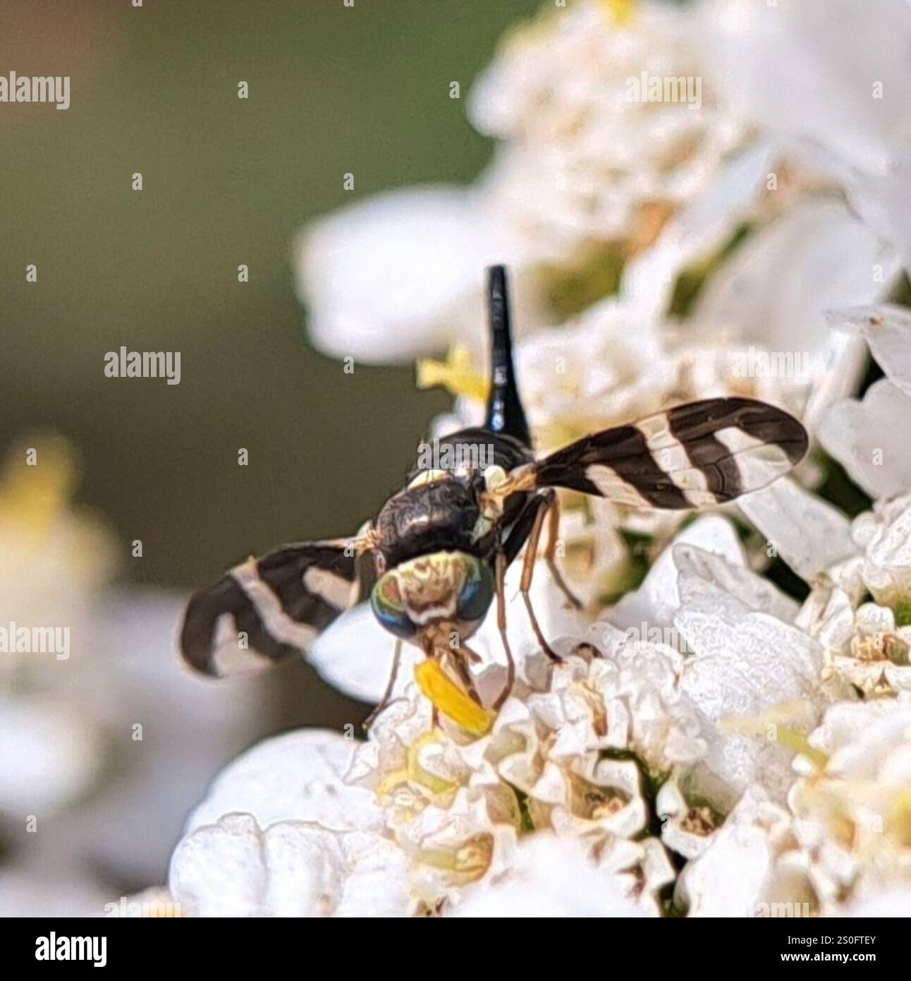 Four-barred Knapweed Gall Fly (Urophora quadrifasciata Stock Photo - Alamy