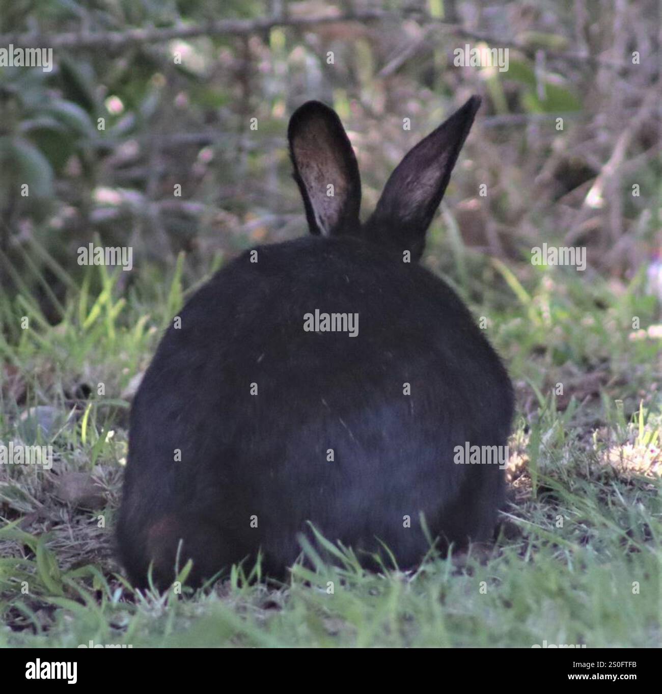 Domestic Rabbit (Oryctolagus cuniculus domesticus Stock Photo - Alamy