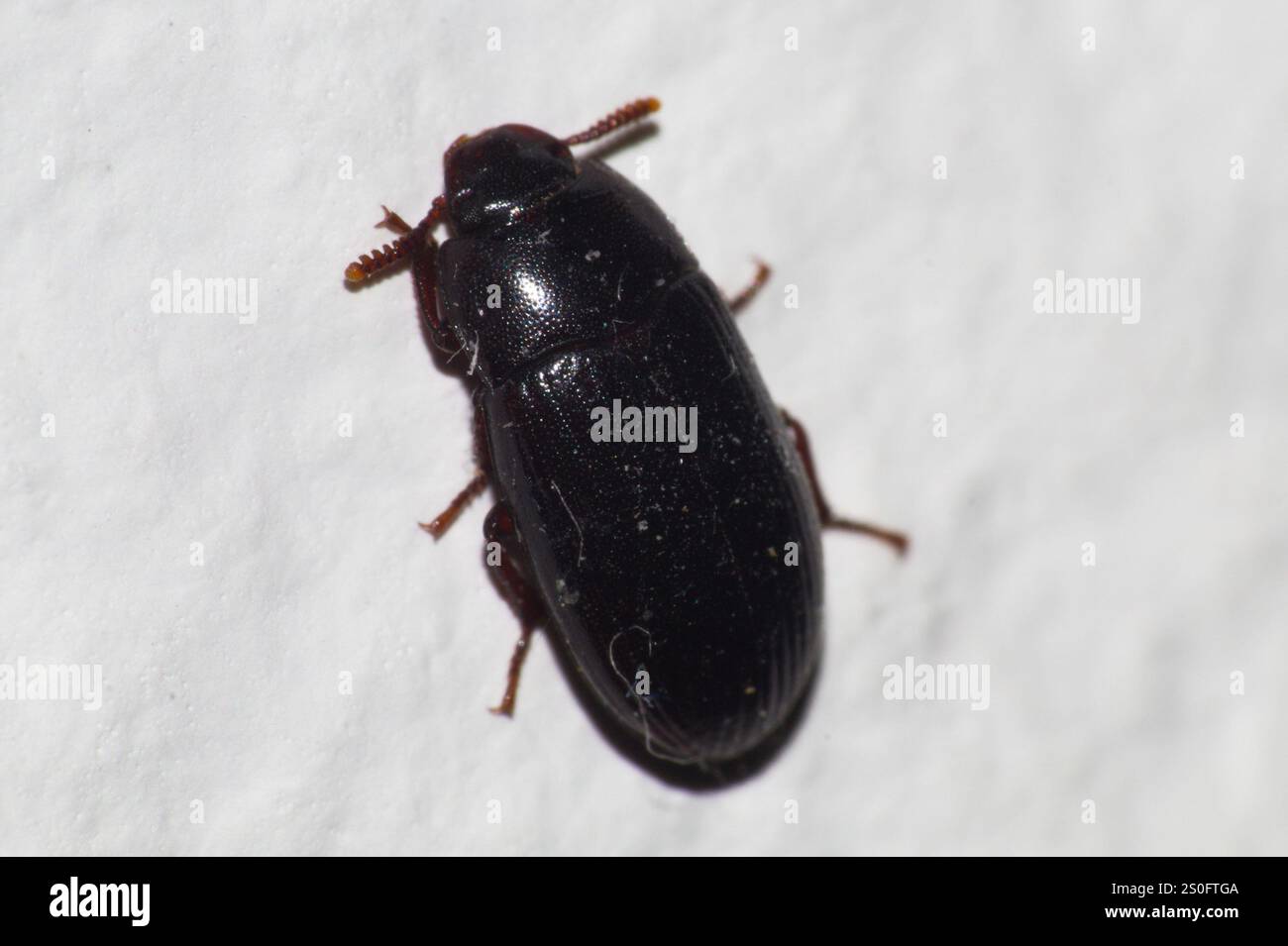 Lesser Mealworm (Alphitobius diaperinus Stock Photo - Alamy