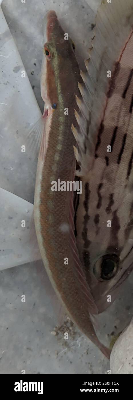 Mediterranean Rainbow Wrasse (Coris julis Stock Photo - Alamy