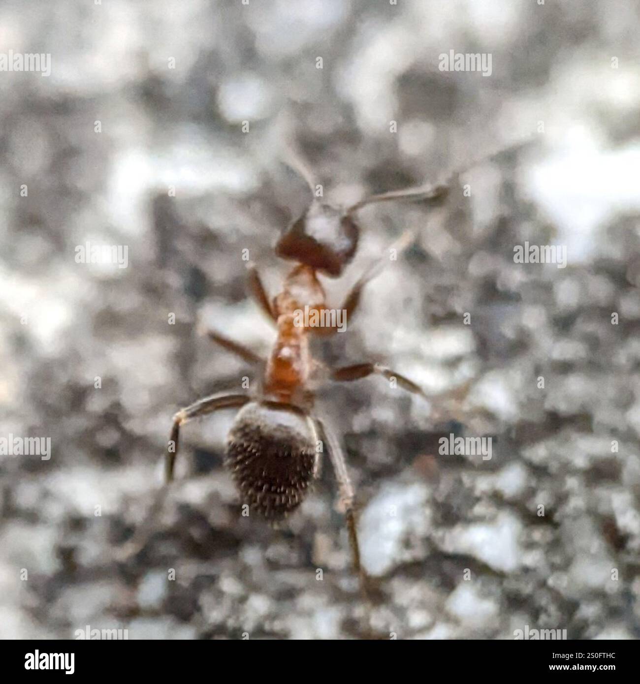central european bicolored ant (Lasius emarginatus Stock Photo - Alamy