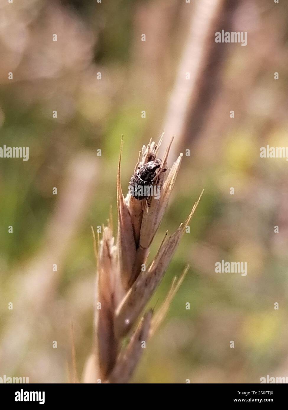 Clover Weevil (Sitona hispidulus Stock Photo - Alamy