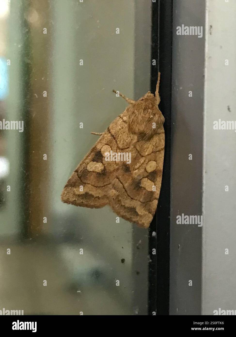 Aspen Twoleaf Tier Moth (Enargia decolor Stock Photo - Alamy