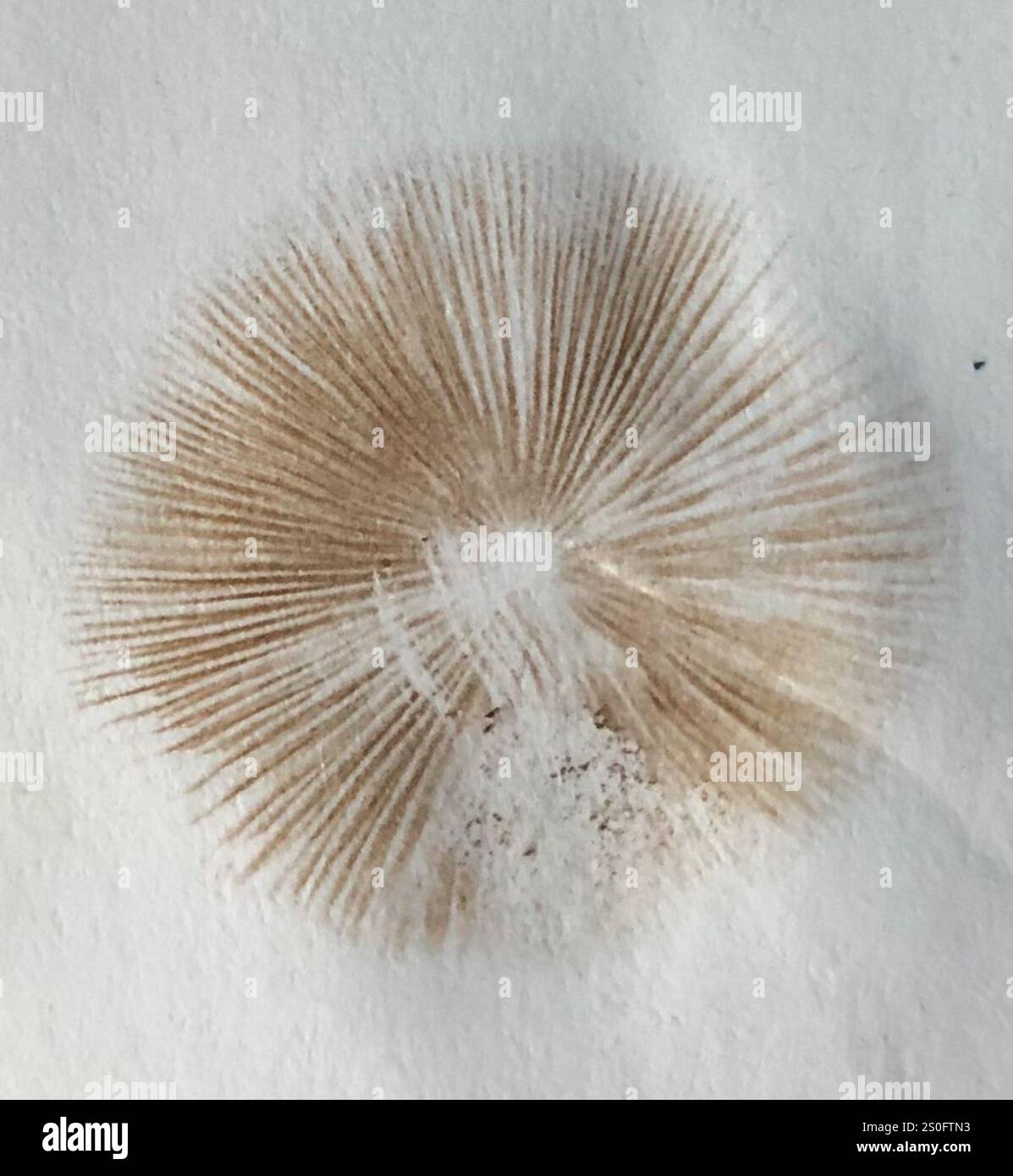 milky conecap (Conocybe apala Stock Photo - Alamy