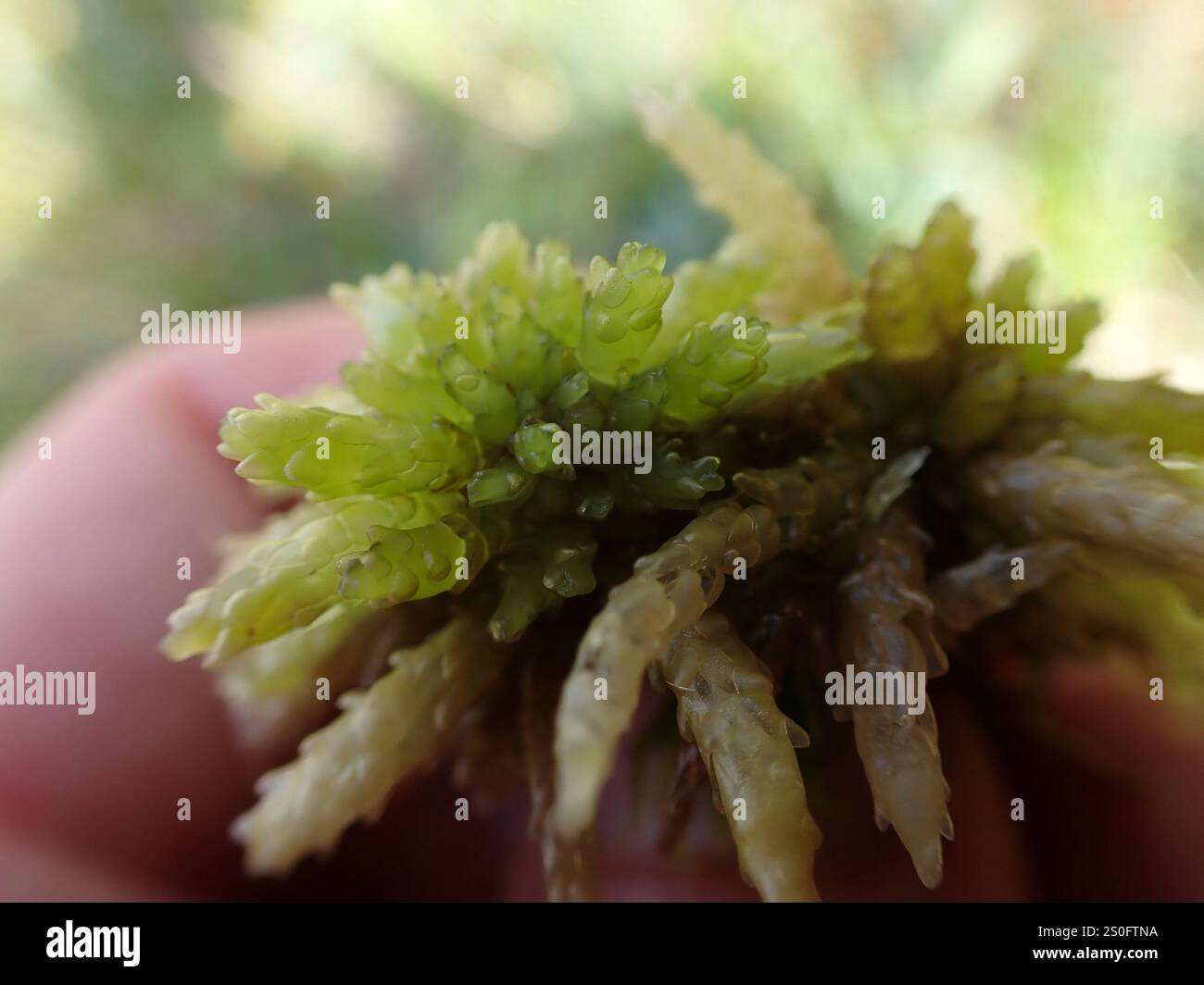 Papillose Peatmoss (Sphagnum papillosum Stock Photo - Alamy