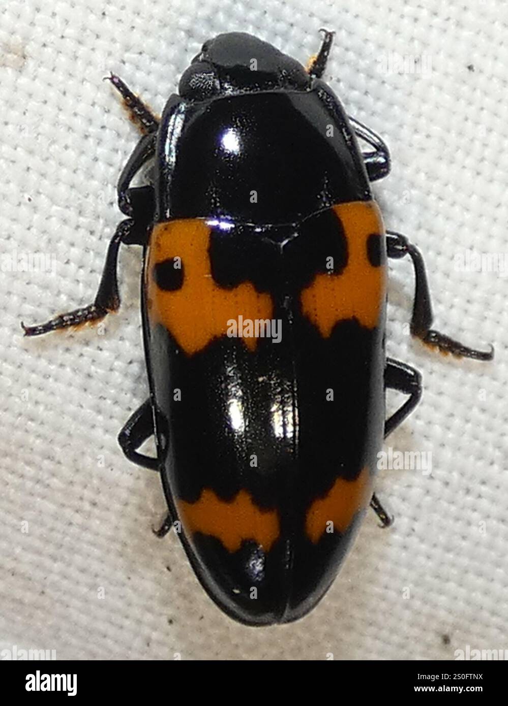 Red-banded Fungus Beetle (Megalodacne fasciata Stock Photo - Alamy