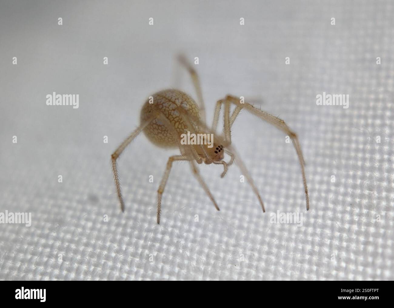 Candy-striped Spider complex (Enoplognatha ovata Stock Photo - Alamy