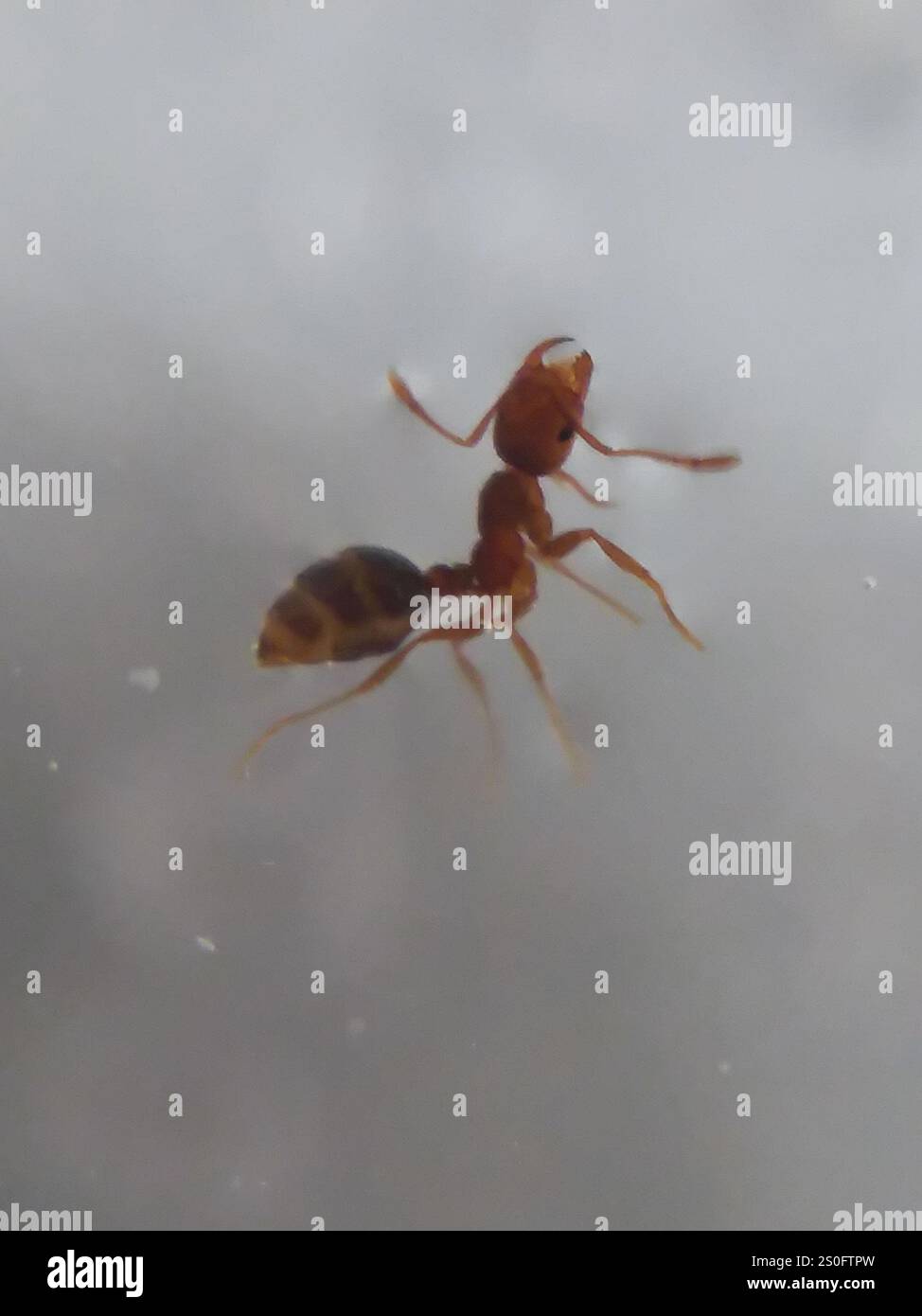 Red Imported Fire Ant (Solenopsis invicta Stock Photo - Alamy