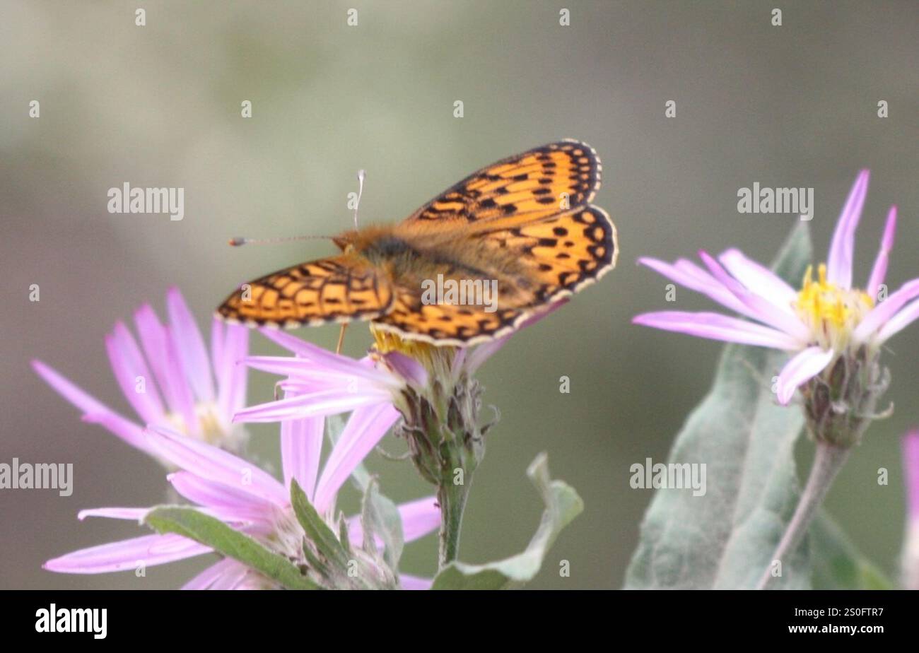 Mormon Fritillary (Argynnis mormonia Stock Photo - Alamy
