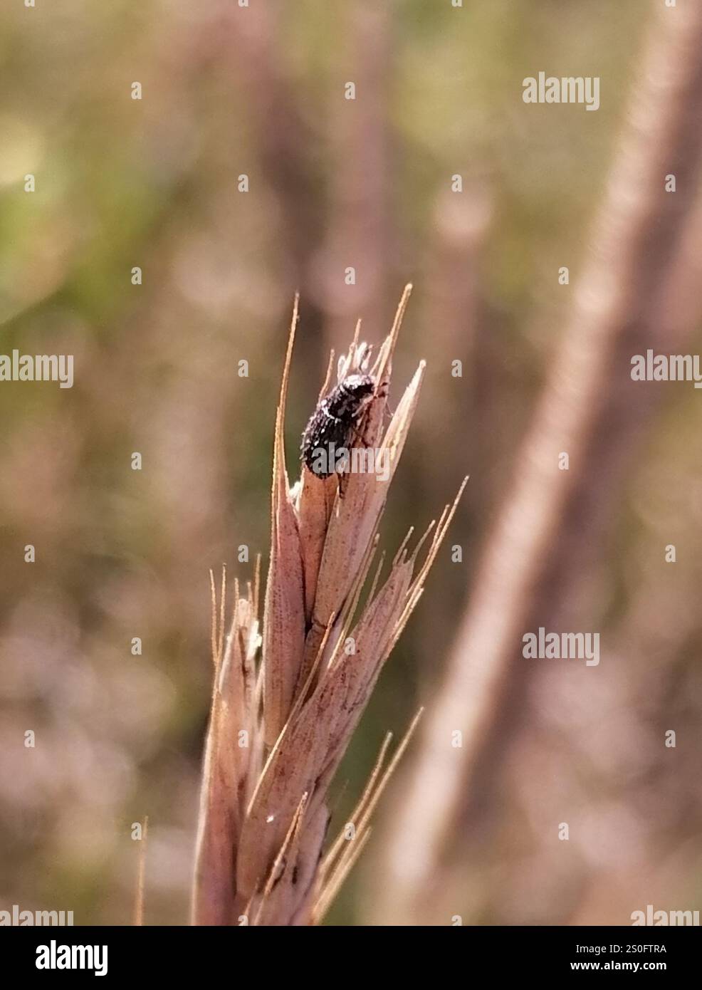 Clover Weevil (Sitona hispidulus Stock Photo - Alamy