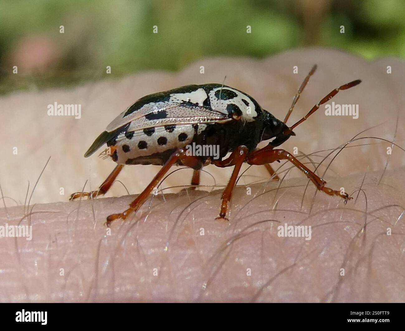 Anchor Stink Bug (Stiretrus anchorago Stock Photo - Alamy