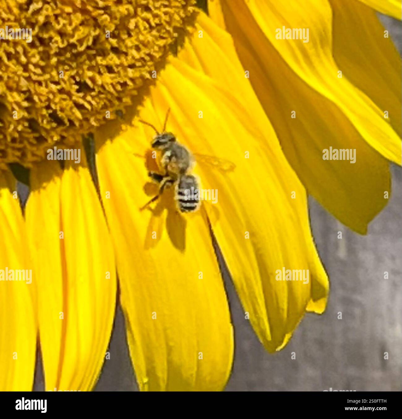 Western Leafcutter Bee (Megachile perihirta Stock Photo - Alamy