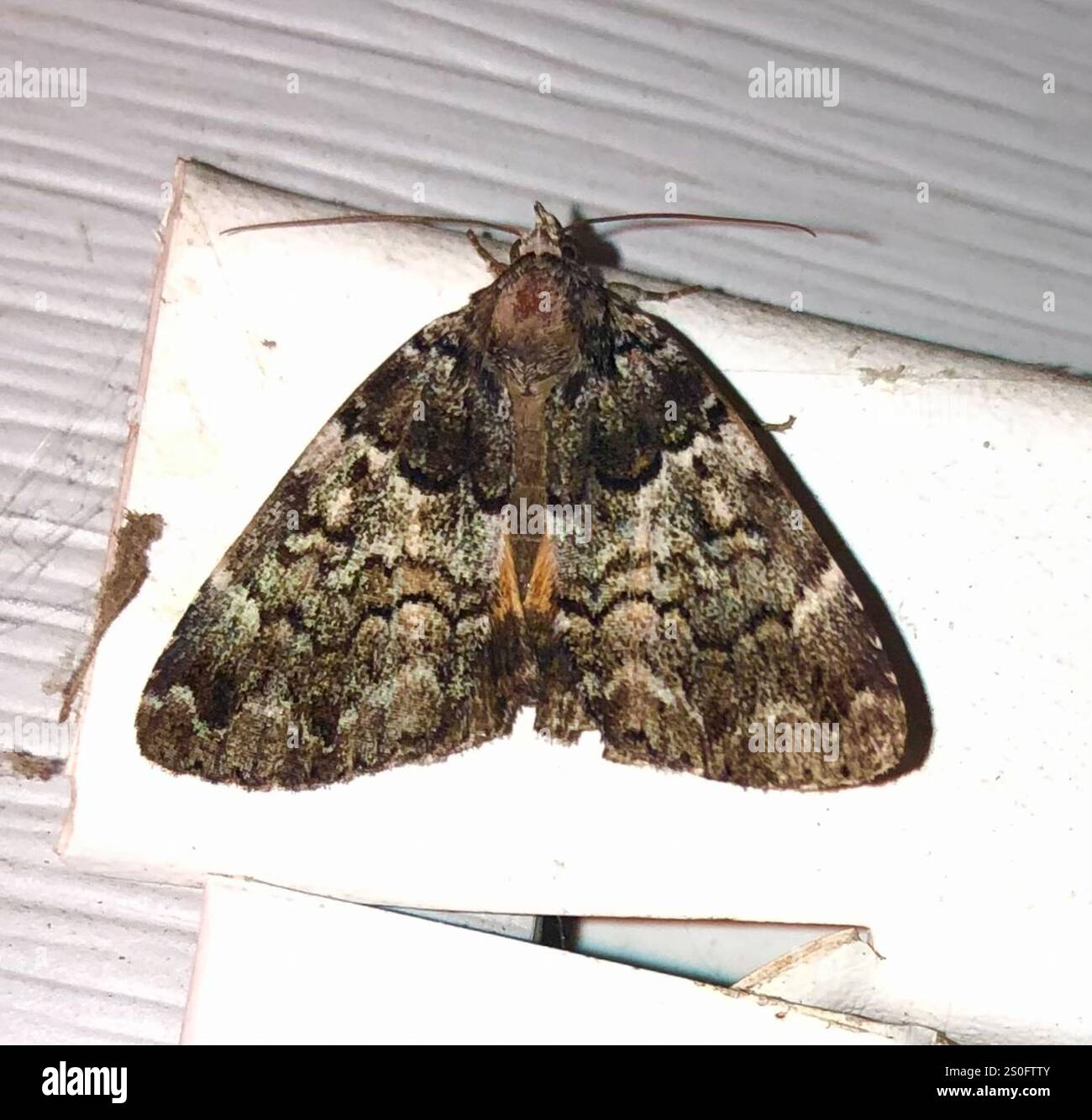 False Underwing (Allotria elonympha Stock Photo - Alamy