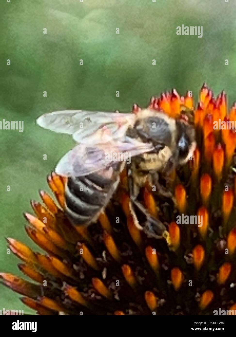 Western Honey Bee (Apis mellifera Stock Photo - Alamy