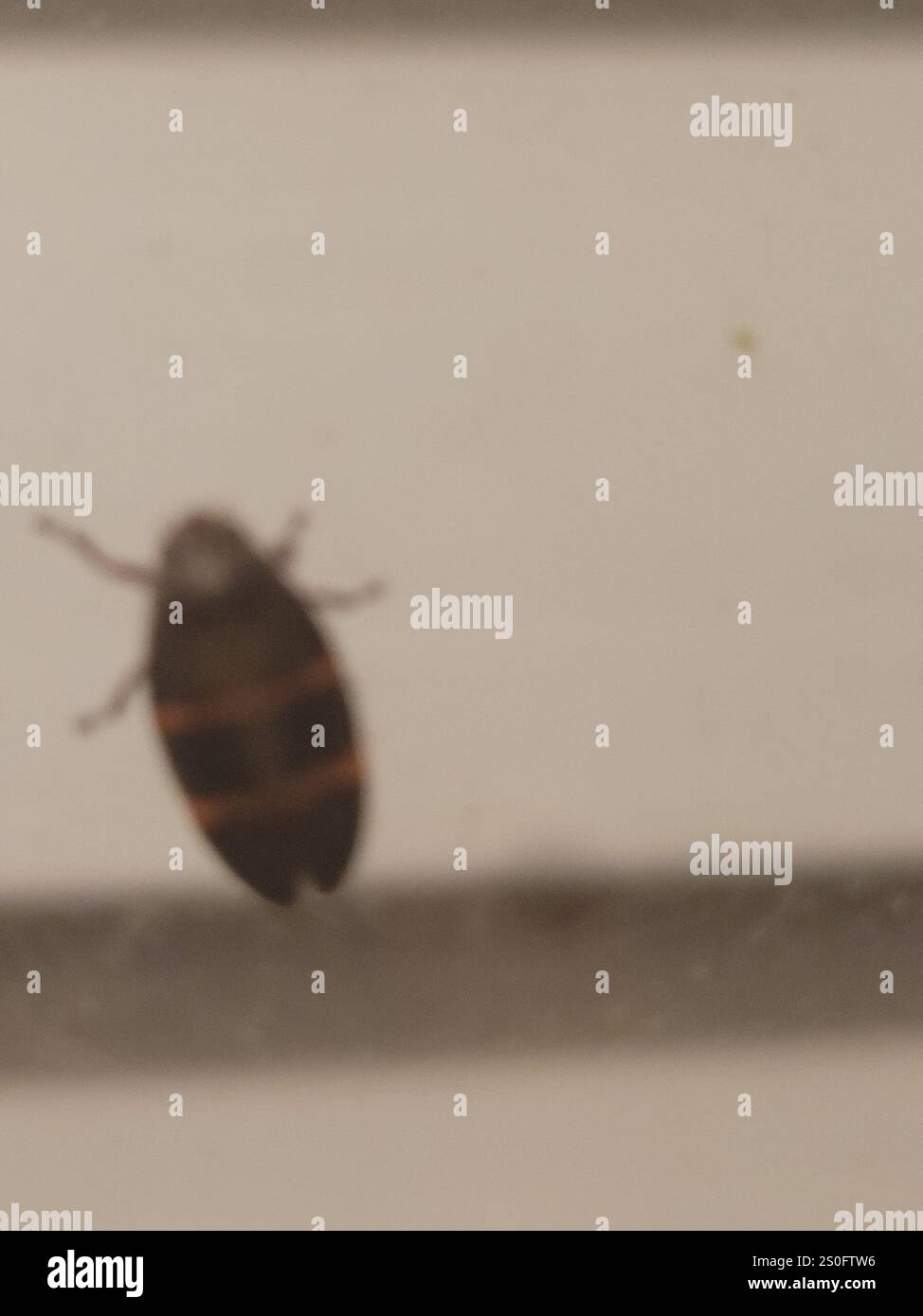 Two-lined Spittlebug (Prosapia bicincta Stock Photo - Alamy