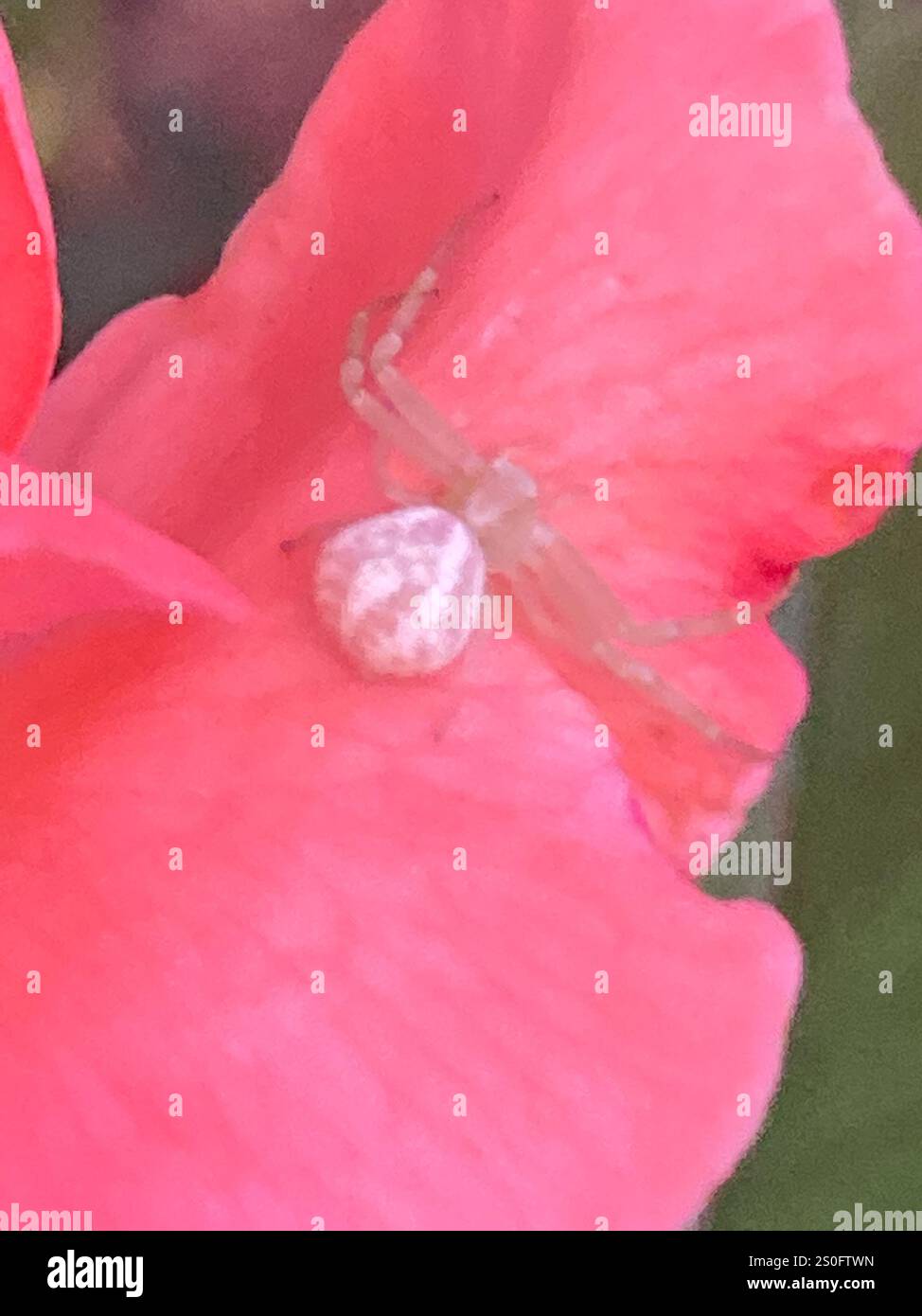 Crab Spiders (Thomisidae Stock Photo - Alamy