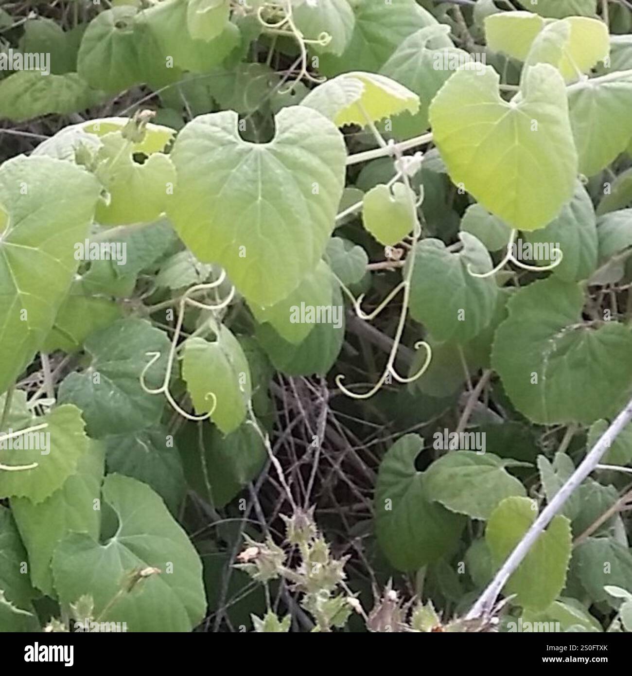 desert wild grape (Vitis girdiana Stock Photo - Alamy