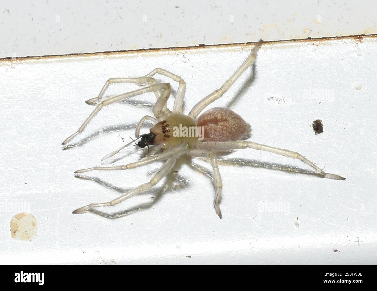 Northern Yellow Sac Spider (Cheiracanthium mildei Stock Photo - Alamy
