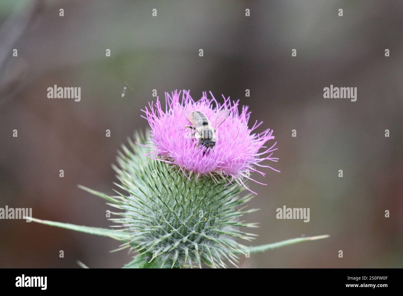 Western Leafcutter Bee (Megachile perihirta Stock Photo - Alamy